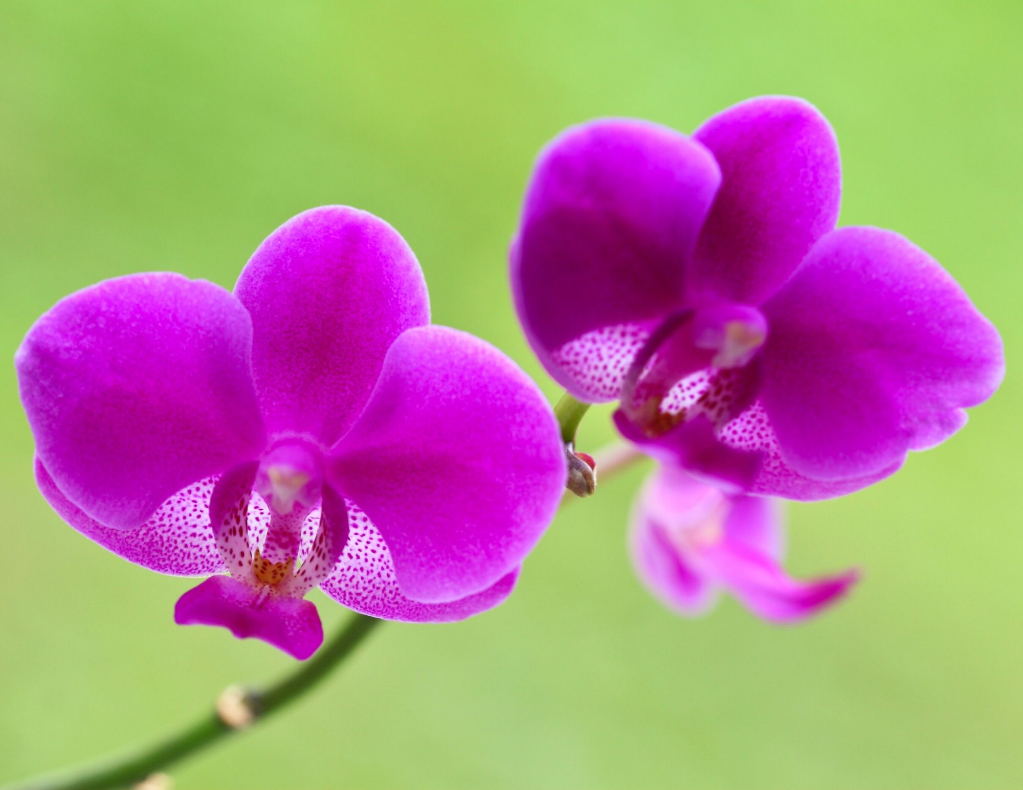 Master Orchid Care With These 4 Easy Tips. - Orchid Resource Center