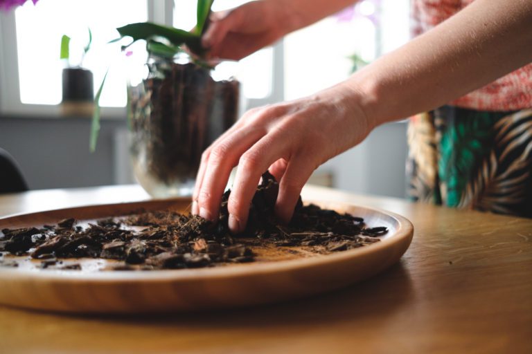 Orchid Care for Beginners: Complete 10-Step Guide to Growing Orchids