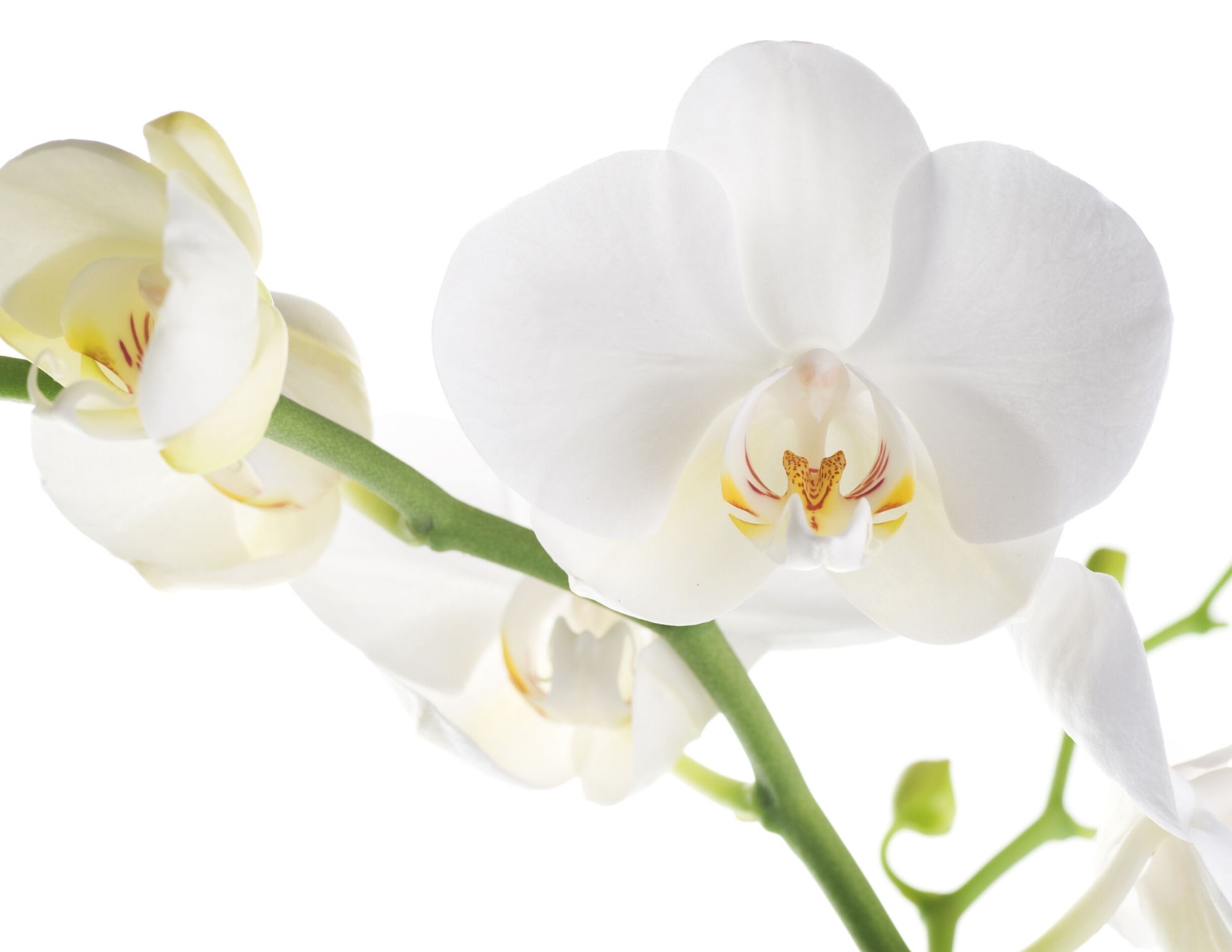 Gifting an Orchid? Check Out This Complete Guide to Orchid Color