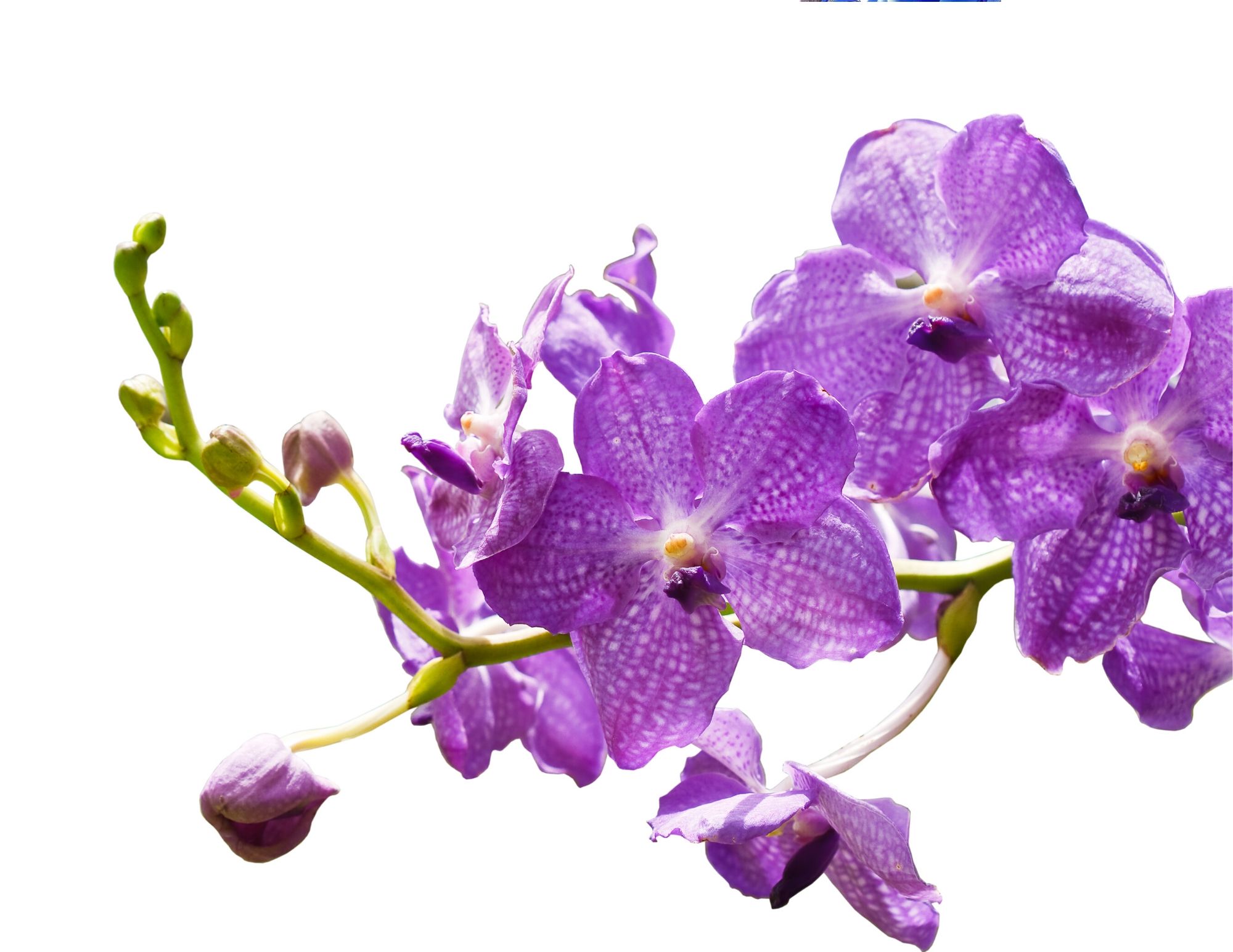 Gifting an Orchid? Check Out This Complete Guide to Orchid Color