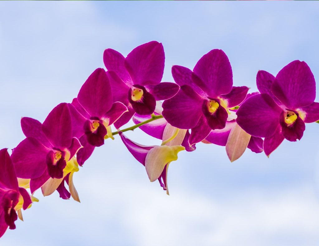 The Top 8 Reasons Why Your Orchid Isn’t Blooming