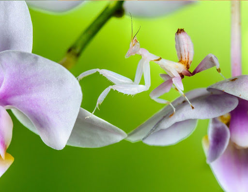 Orchid Mantis Archives - Orchid Resource Center