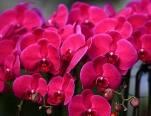 What Does Your Orchid Mean to You? A Guide to Orchid Meaning and ...