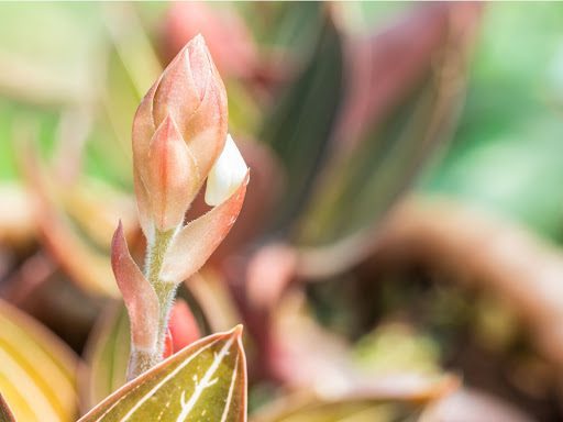 The Ultimate Guide to the Jewel Orchid - Orchid Resource Center