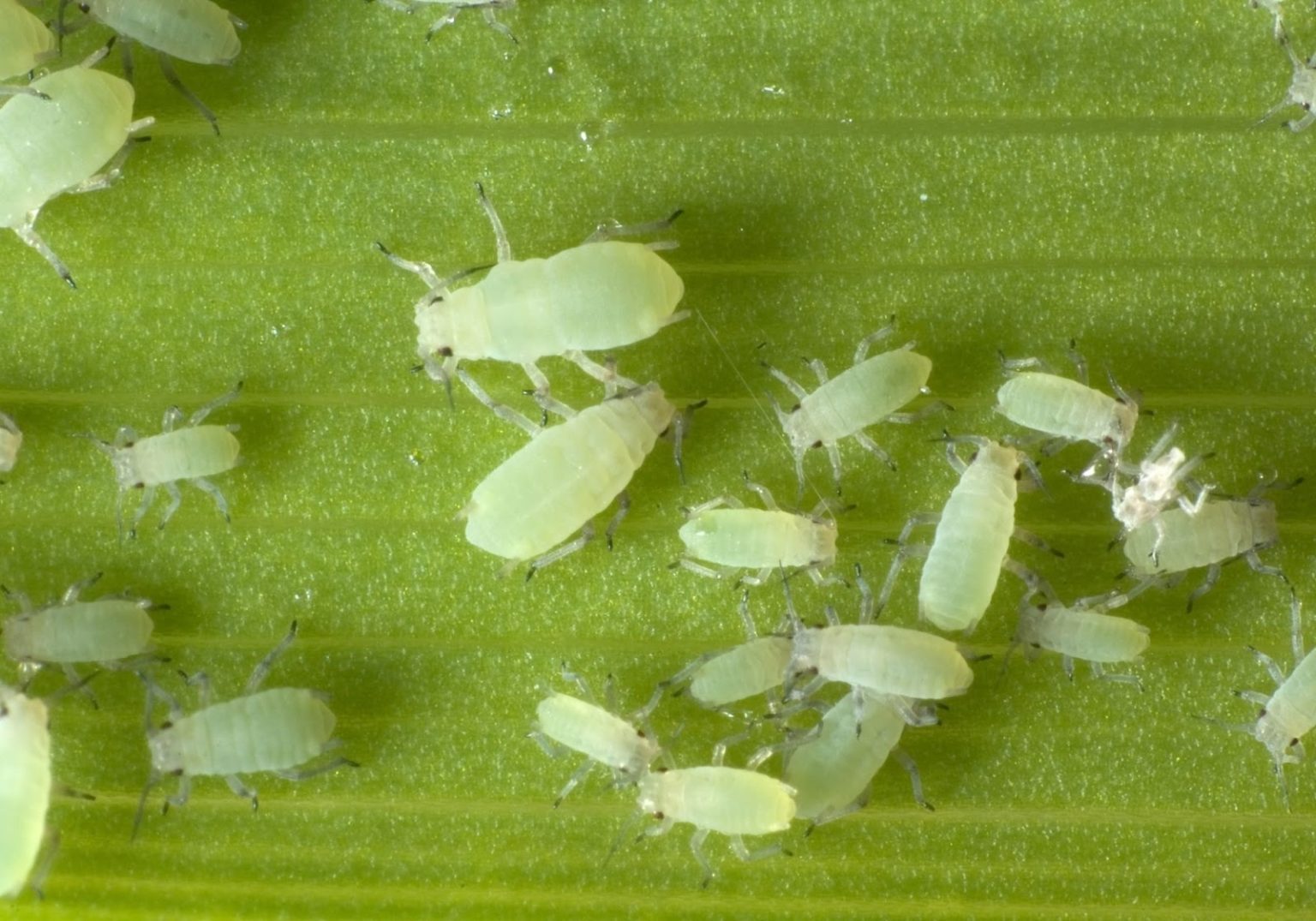 5 Common Orchid Pests And How To Prevent Them