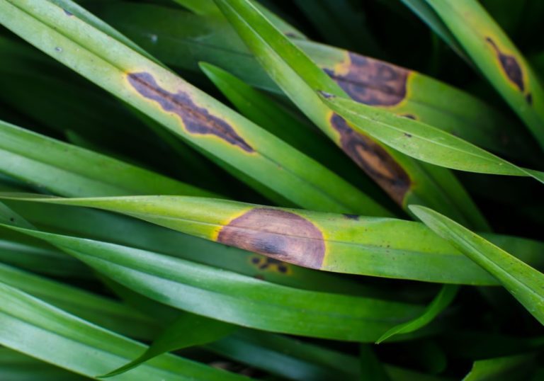 5 Common Orchid Pests and How to Prevent Them