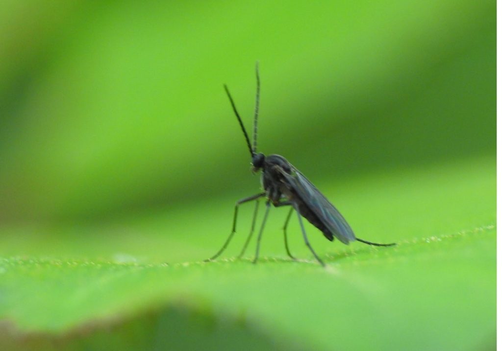 5 Common Orchid Pests and How to Prevent Them