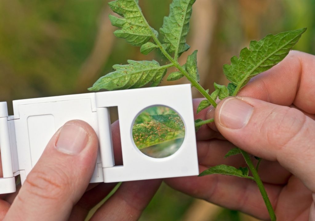 5 Common Orchid Pests and How to Prevent Them