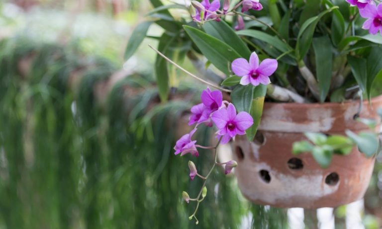 Create Perfect Orchid Drainage in Just 3 Steps - Orchid Resource Center