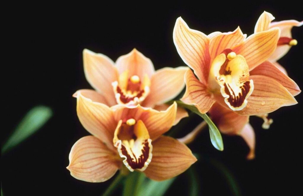 The Ultimate Guide to Orchids and Orchid Care - Orchid Resource Center