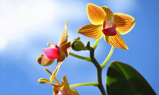 How Much Light do Orchids Need? 7 Lighting Questions Answered!