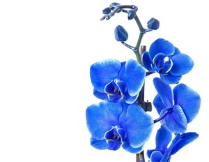 Gifting an Orchid? Check Out This Complete Guide to Orchid Colors First ...