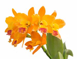 Gifting an Orchid? Check Out This Complete Guide to Orchid Color