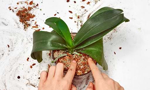 How to Repot an Orchid: A Step-by-Step Guide from Start to Finish