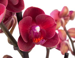 Gifting an Orchid? Check Out This Complete Guide to Orchid Color