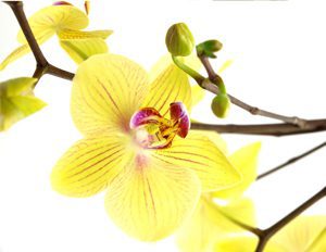 Gifting an Orchid? Check Out This Complete Guide to Orchid Color