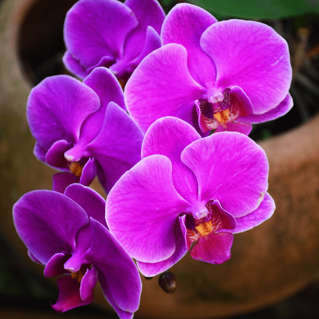 Are Orchids Poisonous To Cats - Orchid Resource Center