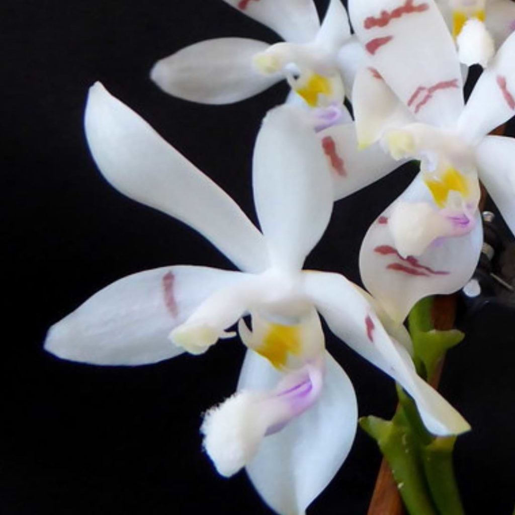 Overwatered Orchid Leaves | Symptoms & How to Fix - Orchid Resource Center