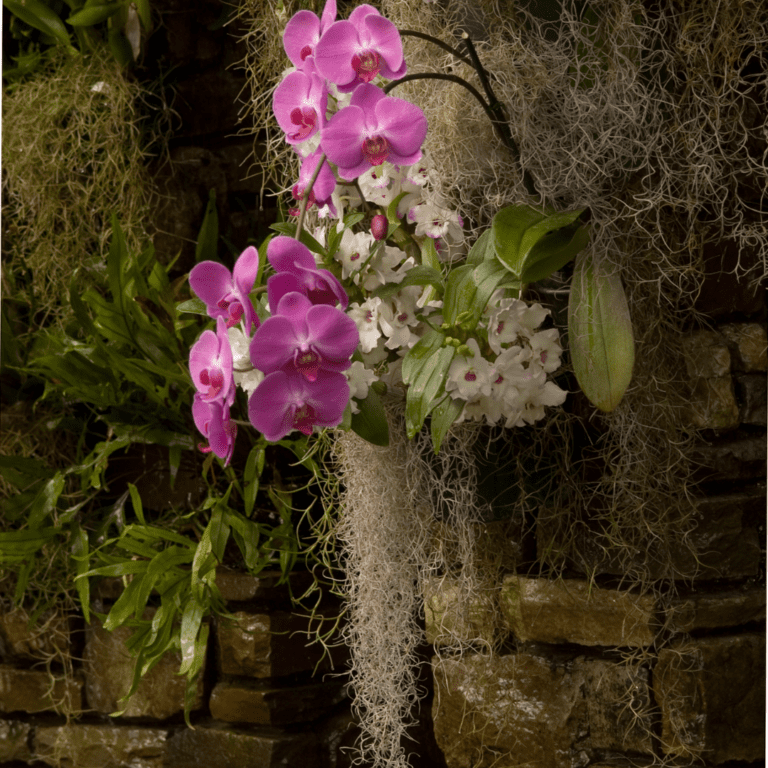 Orchid Identification Chart by Orchid Type - Orchid Resource Center