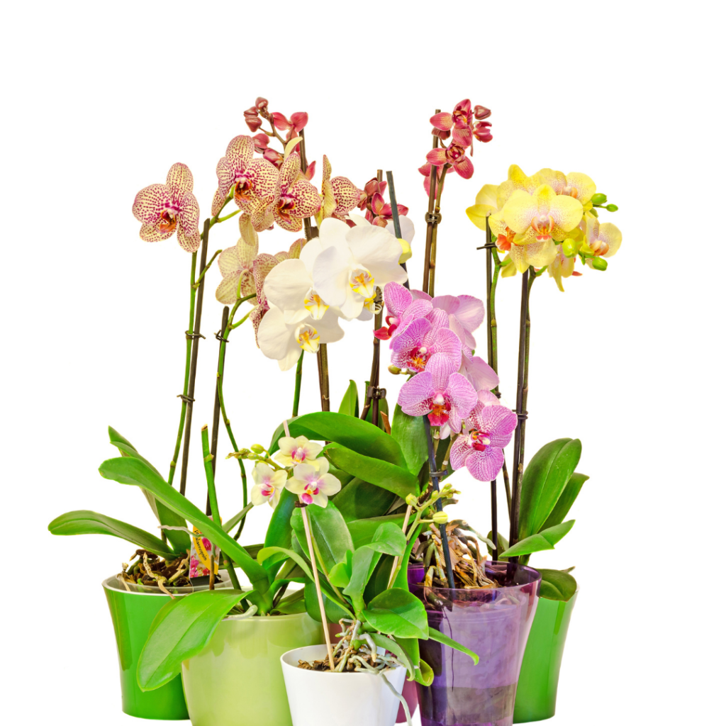 Orchid Identification Chart by Orchid Type - Orchid Resource Center
