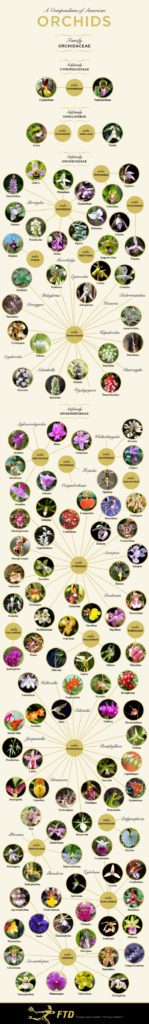 Orchid Identification Chart by Orchid Type