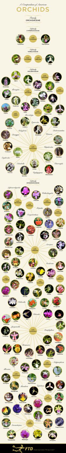 Orchid Identification Chart by Orchid Type
