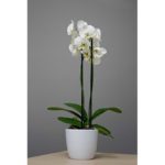 Orchid Stakes: When and How to Stake an Orchid - Orchid Resource Center