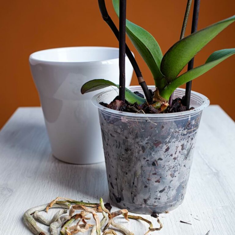Orchid Stakes: When and How to Stake an Orchid - Orchid Resource Center