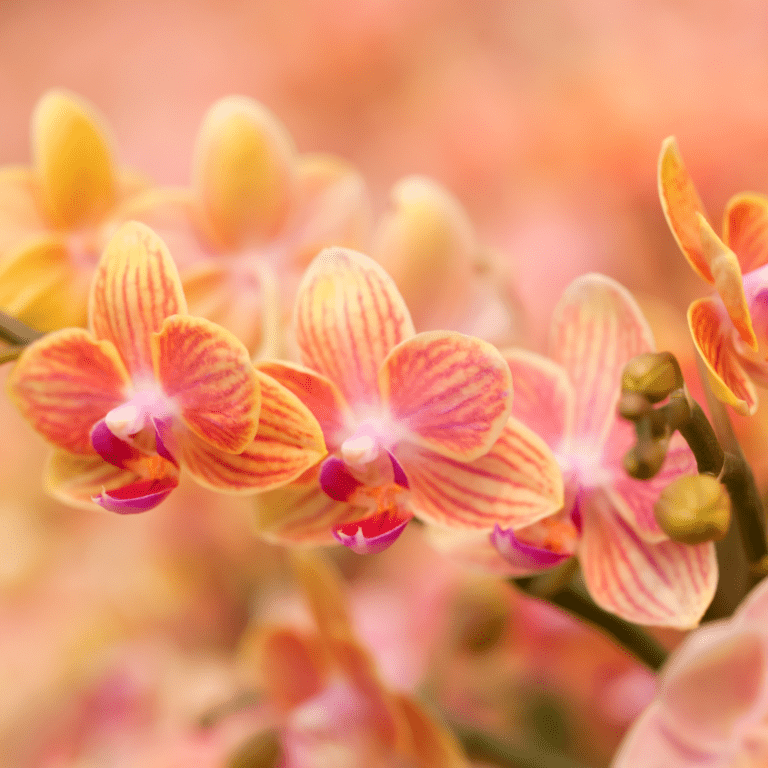 6 Stages In The Life Cycle of An Orchid - Orchid Resource Center