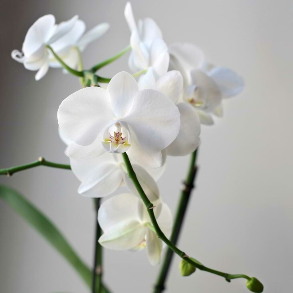 6 Stages In The Life Cycle of An Orchid - Orchid Resource Center
