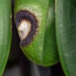 Orchid Sunburn: Symptoms, Treatment & Prevention - Orchid Resource Center