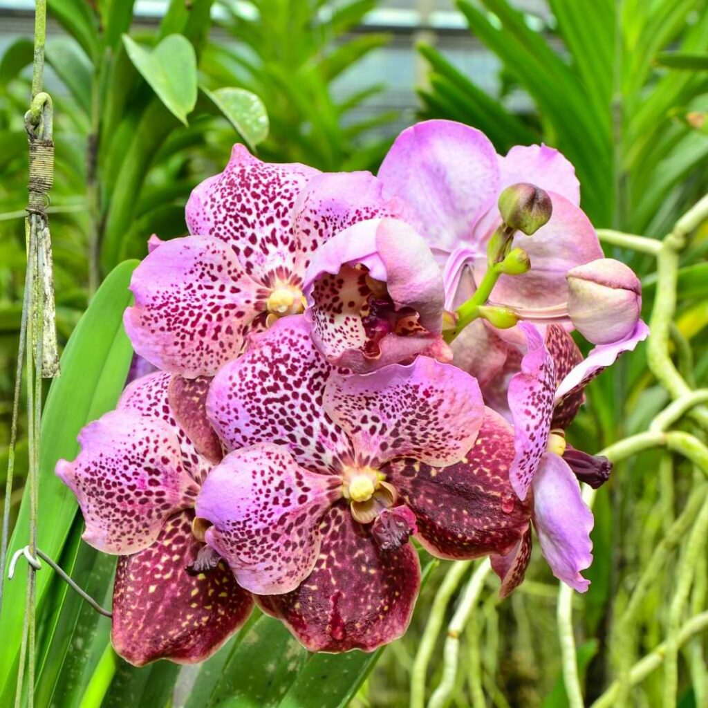 Vanda Orchids Care And Grow Guide - Orchid Resource Center