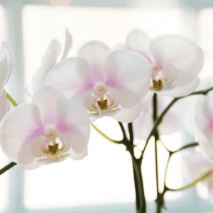 Orchid Pest Control |Controlling Common Pests - Orchid Resource Center