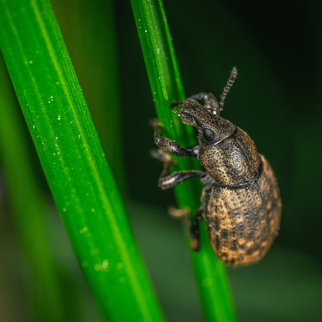 Orchid Pest Control |Controlling Common Pests - Orchid Resource Center