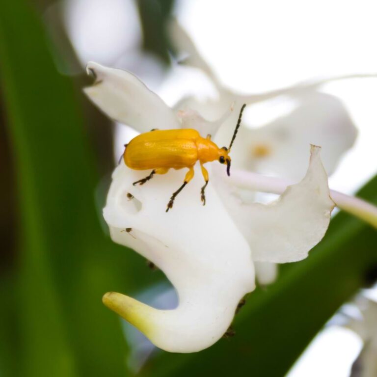 Orchid Pest Control |Controlling Common Pests - Orchid Resource Center