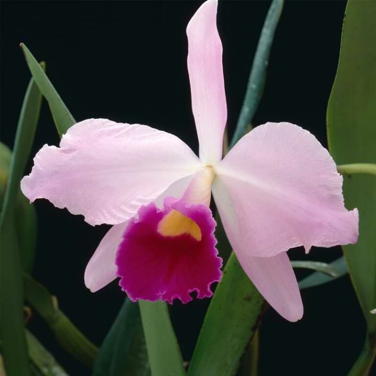 Cattleya Orchid Care And Grow Guide - Orchid Resource Center
