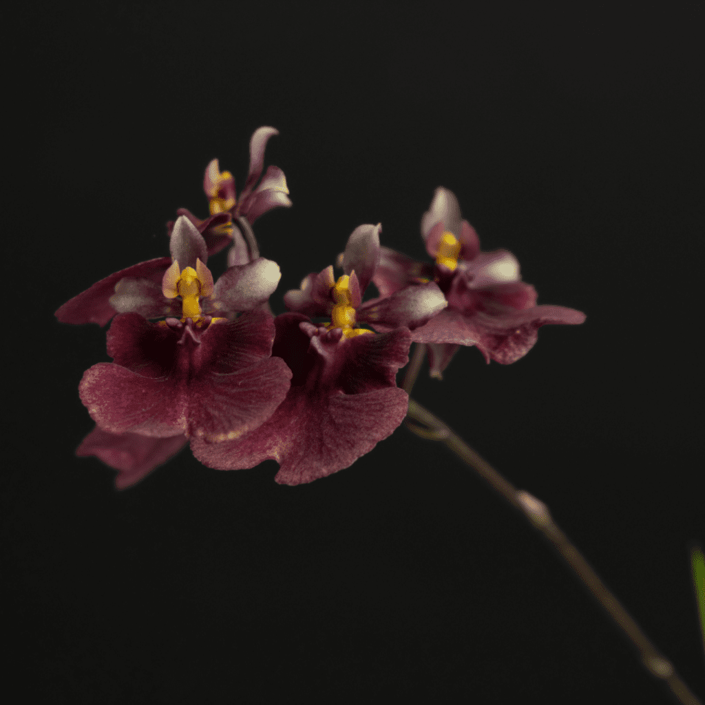 Oncidium Orchid Care And Grow Guide - Orchid Resource Center