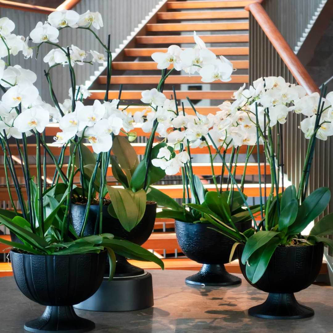 The Five Step Guide To Stunning Orchid Arrangements